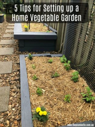 5 Tips for Setting up a Home Vegetable Garden - The Plumbette