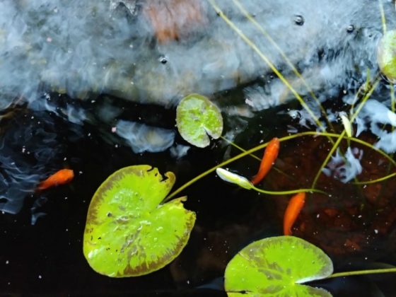 Upcycle Your Shower Bath Base Into A Pond - The Plumbette